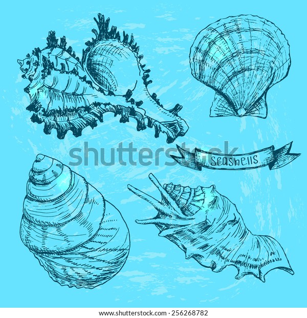 Set Seashells Hand Drawing Sketch Vector Stock Vector (Royalty Free ...
