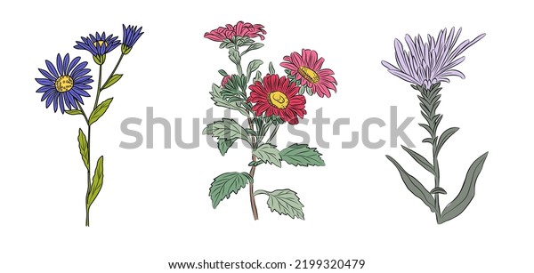 Set September Birth Month Flower Aster Stock Vector (Royalty Free ...