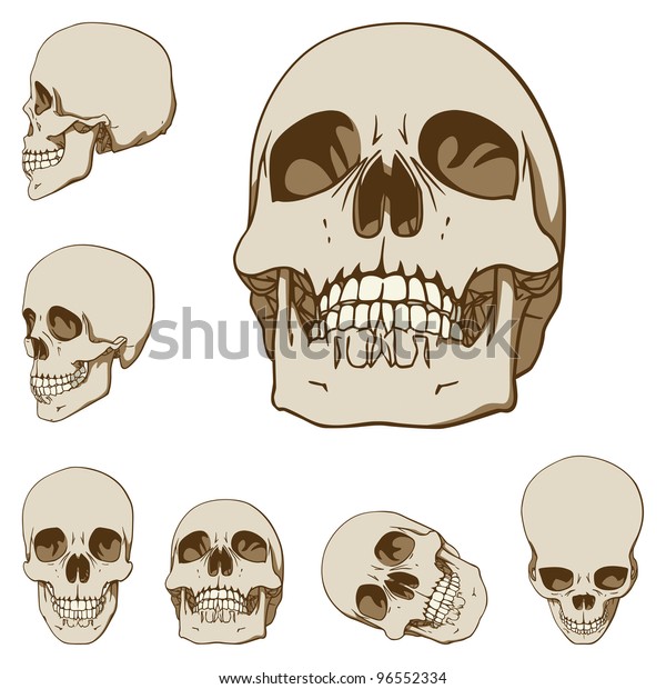 Set Six Drawings Human Skull Vector 库存矢量图（免版税）96552334 | Shutterstock