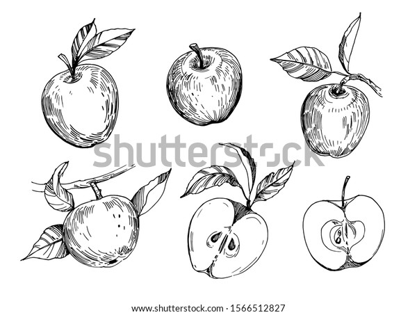 Set Sketch Apples Hand Drawn Illustration Stock Vector (Royalty Free ...