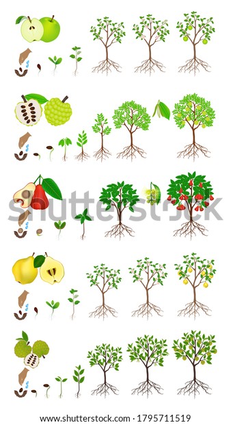 Set Stages Growth Apple Tree On: เวกเตอร์สต็อก (ปลอดค่าลิขสิทธิ์ ...