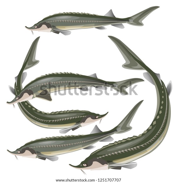 Set Sturgeon Fish Vector Illustration Isolated Stock Vector (Royalty ...