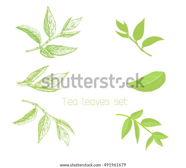 티트리 스톡 벡터(로열티 프리) 491961679 | Shutterstock
