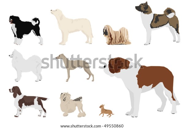 Set Ten Dog Breeds Stock Vector (Royalty Free) 49550860 | Shutterstock
