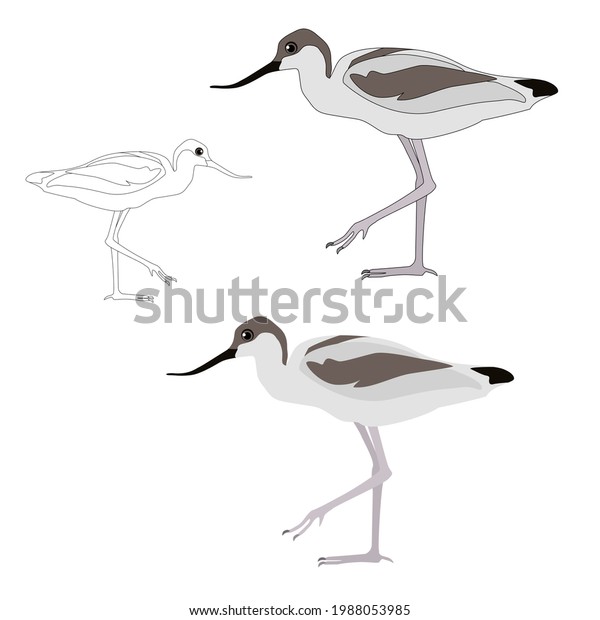 Set Three Avocet Coloured Outline Colouring Stock Vector (Royalty Free ...