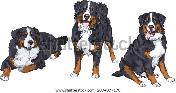 399 Bernese Mountain Drawing Images, Stock Photos & Vectors | Shutterstock