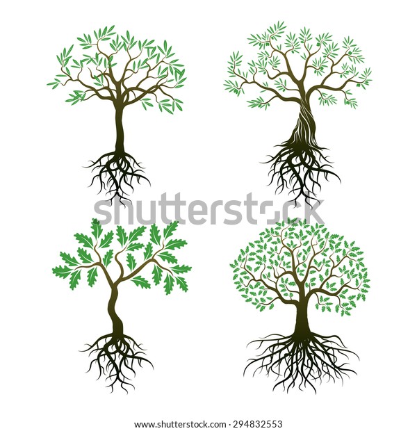 Set Trees Roots Oak Olive Trees Stock Vector (Royalty Free) 294832553 Set Trees Roots Oak Olive Trees Stock Vector (Royalty Free) 294832553
