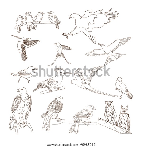 Set Various Birds Hand Drawing Vectorized : image vectorielle de stock ...