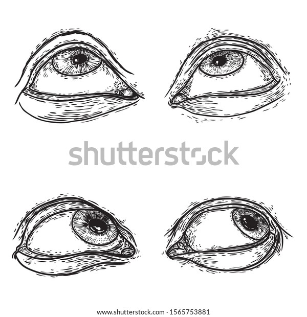 Set Various Drawing Human Eye Different Stock Vector (Royalty Free ...