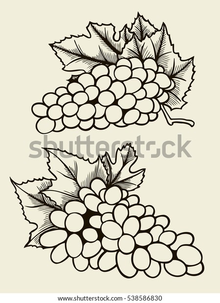 Set Various Grape Hand Drawn Sketch Stock Vector (Royalty Free ...