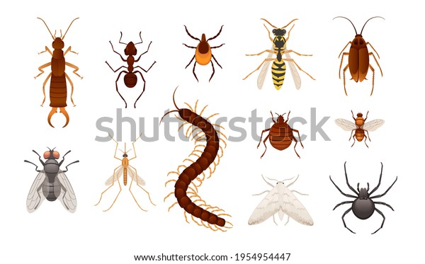 Set Various Insects Dangerous Harmful Humans Stock Vector (Royalty Free ...