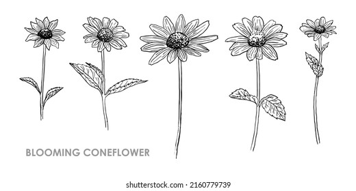 774 Coneflowers drawing Images, Stock Photos & Vectors | Shutterstock