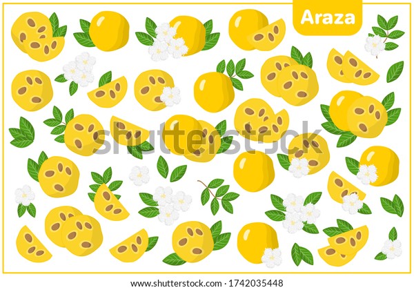 Set Vector Cartoon Illustrations Whole Half Stock Vector (Royalty Free ...