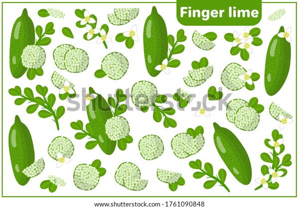 Set Vector Cartoon Illustrations Whole Half Stock Vector (Royalty Free ...