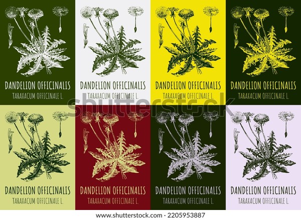 Set Vector Drawings Dandelion Different Colors Stock Vector (Royalty ...