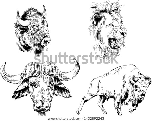 Set Vector Drawings Various Animals Predators Stock Vector (Royalty ...
