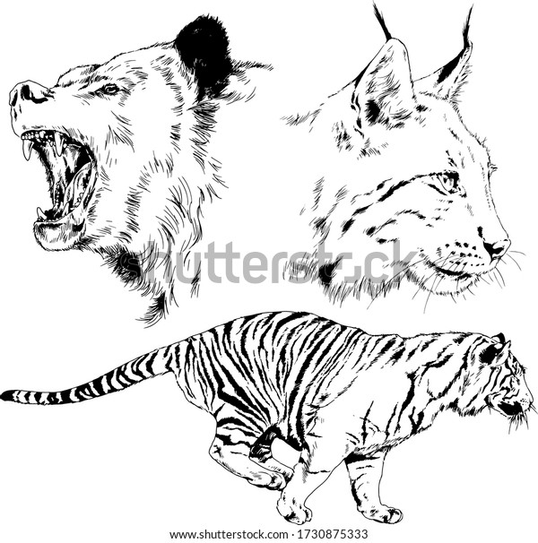 Set Vector Drawings Various Animals Predators Stock Vector (Royalty ...