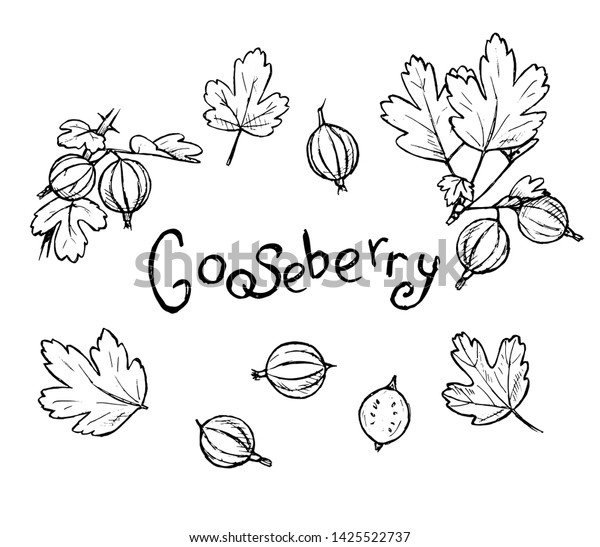 Set Vector Gooseberry Sketches Stock Vector (Royalty Free) 1425522737 ...
