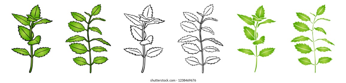 601 Lemon balm drawing Images, Stock Photos & Vectors | Shutterstock