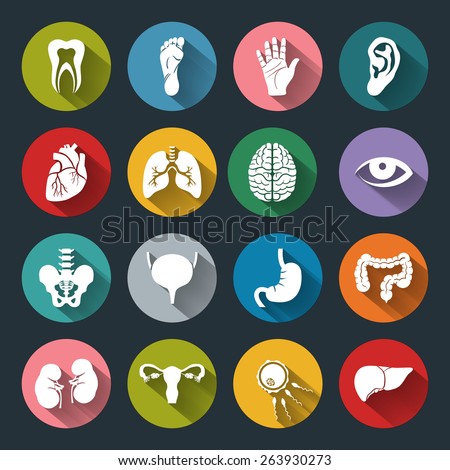 Set Vector Medical Icons Human Organs Stock Vector (Royalty Free ...