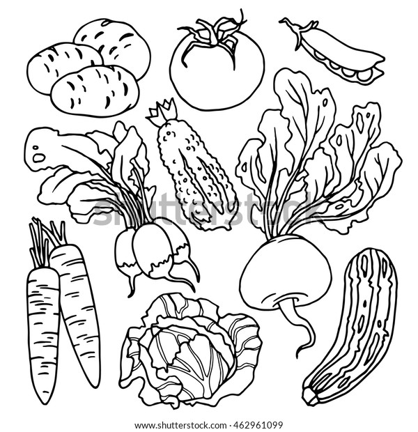 Set Vegetables Line Drawings Stock Vector (Royalty Free) 462961099