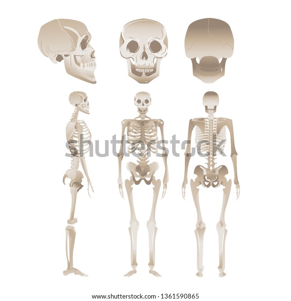 Set of white human skeletons - collection of medical anatomy models ...