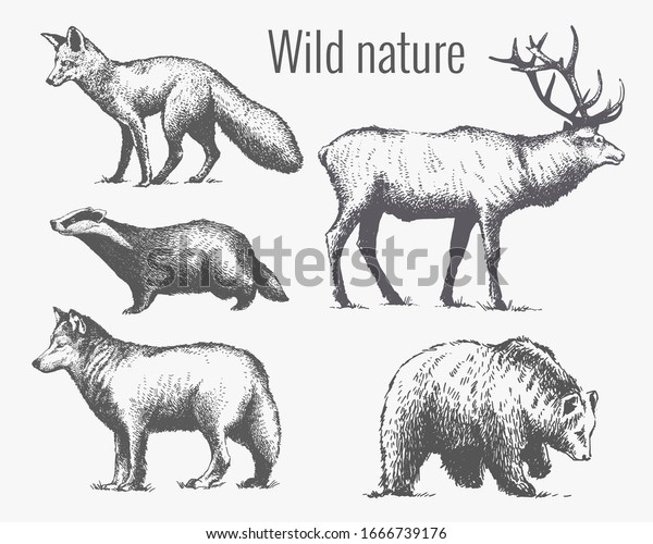 Set of wild forest animals in the style of vintage hand-drawn graphics.