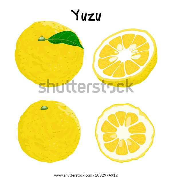 Set Yuzu Fruit On White Background Stock Vector (Royalty Free) 1832974912