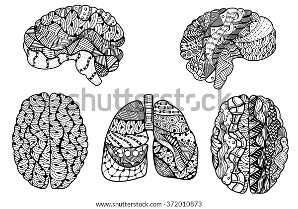 Set Zentangle Sketchy Human Brain Lungs Stock Vector (Royalty Free ...