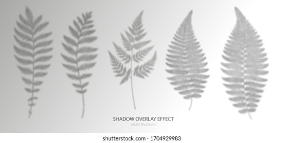 Ferns Detailed Macro Line Art Botanical Stock Illustration 1676435671 ...