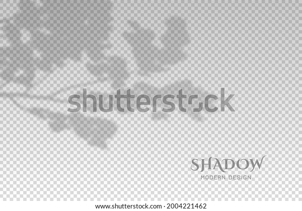 Shadow Leaf Window Shadow Leaves Isolated Stock Vector (Royalty Free ...