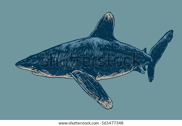 Shark Engraving Style Vector Illustration Stock Vector (Royalty Free ...