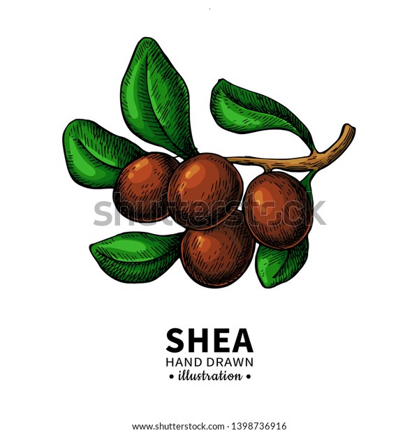 Shea Butter Vector Drawing Isolated Vintage: vector de stock (libre de ...