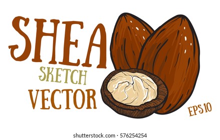 Shea Nuts Isolated On White Background Stock Vector (Royalty Free ...