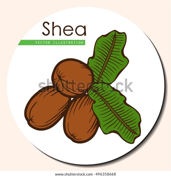 Shea Nuts Plant Berry Fruit Natural Stock Vector (Royalty Free) 496358668