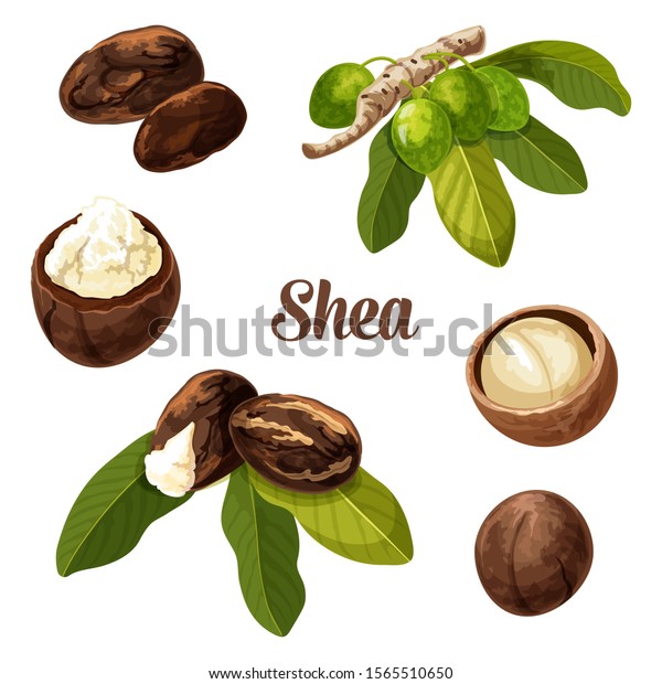 Shea Nuts Vector Realistic Illustration Shea Stock Vector (Royalty Free ...