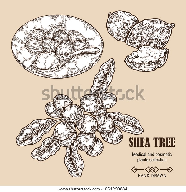 Shea tree branch, nuts and shea butter in sketch style. Hand drawn ...