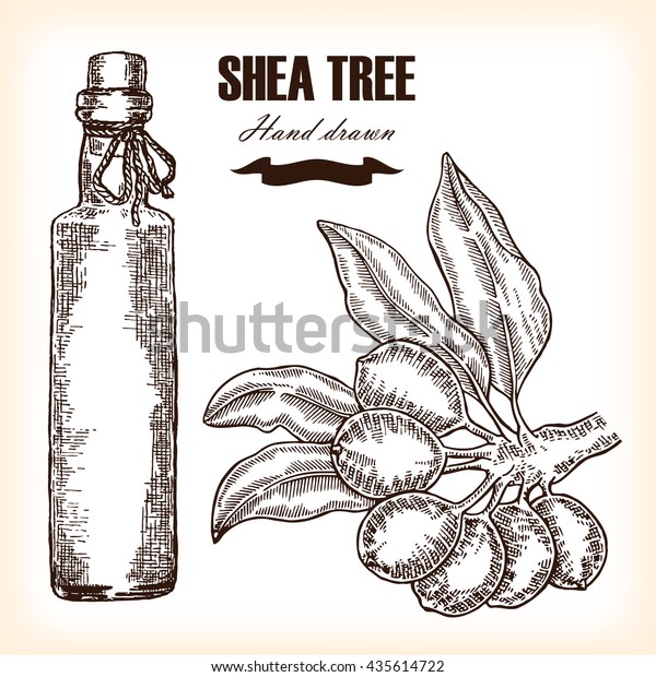 Shea Tree Butter Hand Drawn Branch Stock Vector (Royalty Free) 435614722