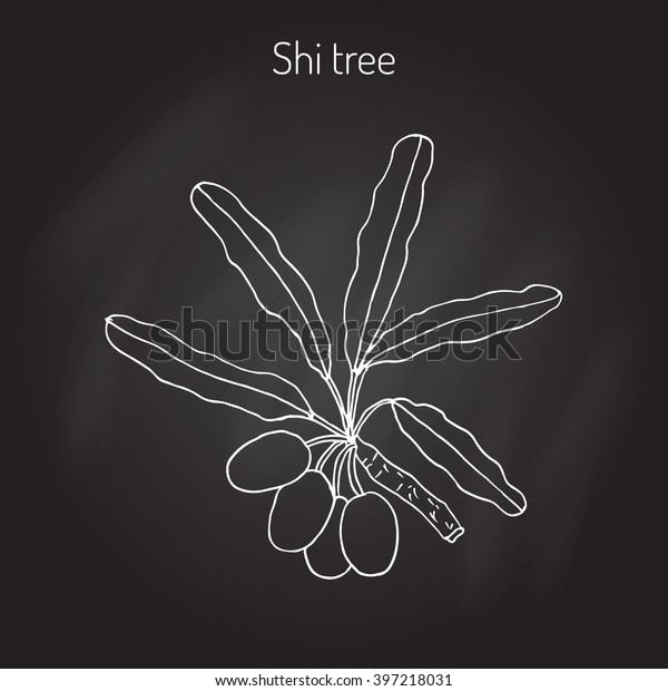 Shea Tree Shi Tree Vitellaria Paradoxa Stock Vector (Royalty Free ...