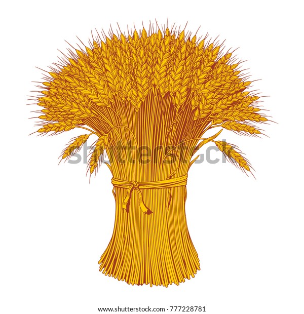 Sheaf Wheat Engraving Vector Illustration Stock Vector (Royalty Free ...