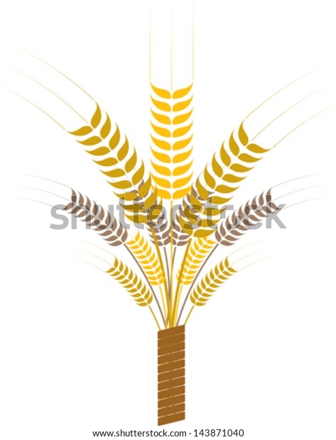 Sheaf Wheat Tied Ribbon Stock Vector (Royalty Free) 143871040 ...