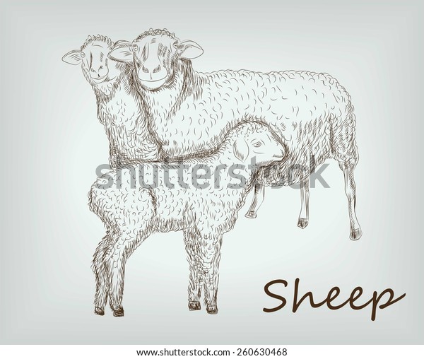 Sheep Farm Animals Vector Sketches Stock Vector (Royalty Free ...