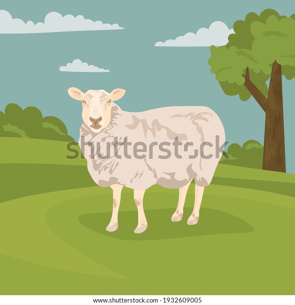 Sheep Ram Cartoon Vector Cute Wool Stock Vector (Royalty Free ...