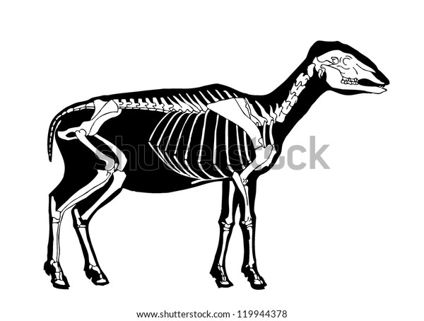 Sheep Skeleton Stock Vector (Royalty Free) 119944378