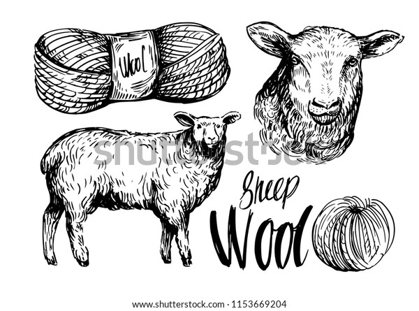 Sheep sketch. Wool. Hand drawn vector illustration. Isolated on white ...