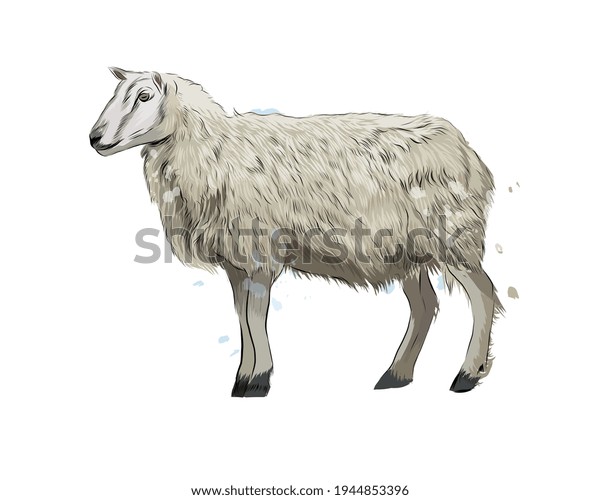Sheep Splash Watercolor Colored Drawing Realistic Stock Vector (Royalty ...