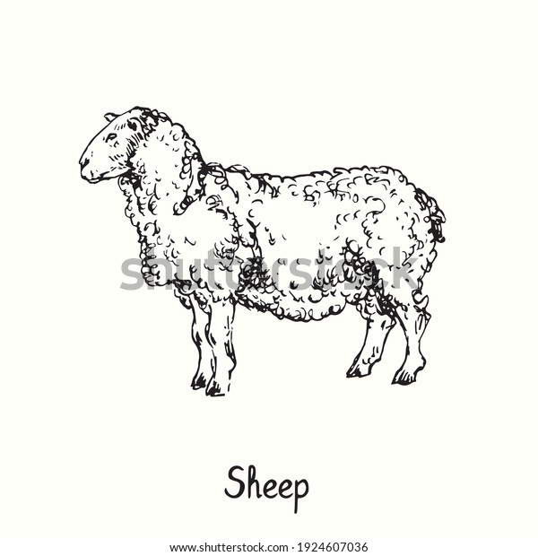Sheep Standing Side View Ink Black Stock Vector (Royalty Free ...