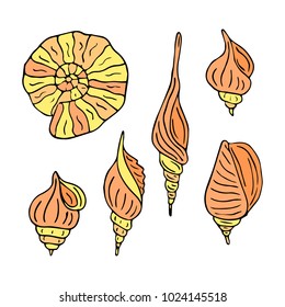 Shell Vector Illustration Doodle Style Design Stock Vector (Royalty ...