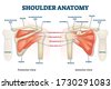 25,580 Shoulder Joints Anatomy Royalty-Free Images, Stock Photos ...