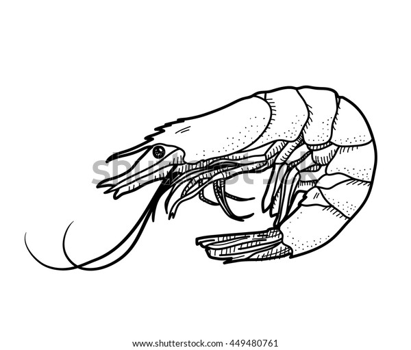Shrimp Doodle Hand Drawn Vector Illustration Stock Vector (Royalty Free ...